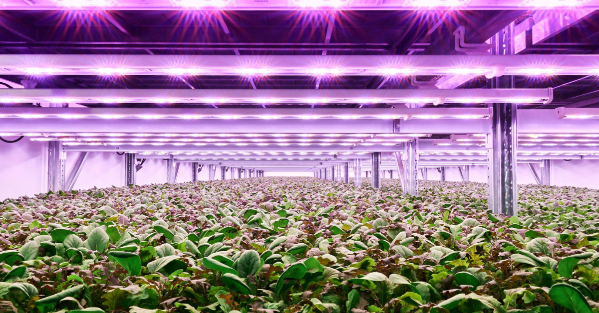 Revolutionizing Farming: Planet Farms and Cisco Industrial Networks ...