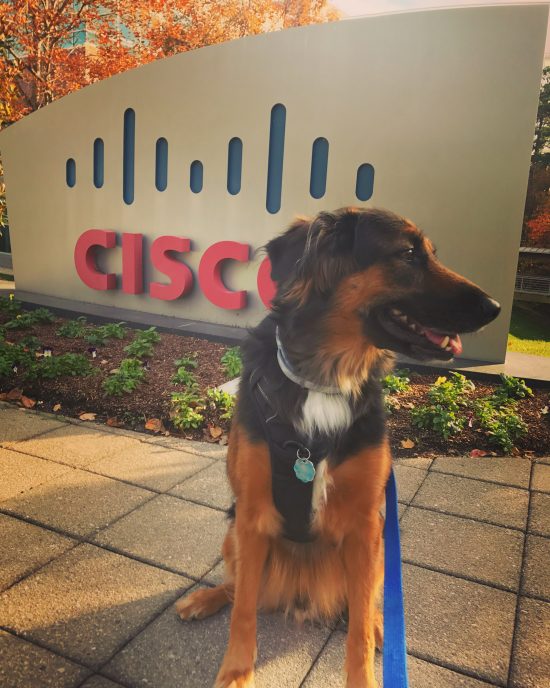 How Tucker and the #DogsOfCisco Bring Joy to the Office - Cisco Blogs